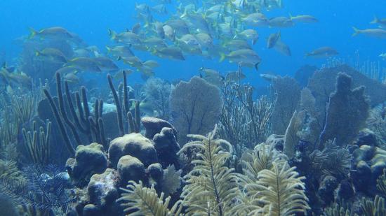 Reef Lecture-Cuba's Hidden Treasures: An underwater adventure to ...