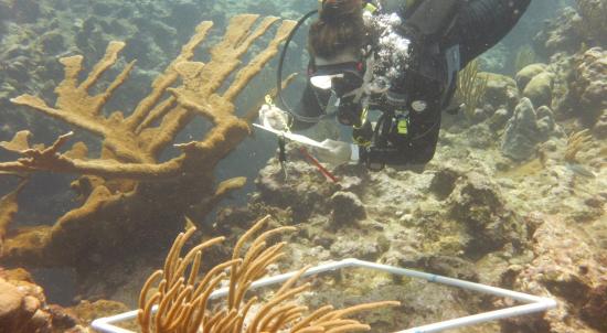 Reef Lecture series: Cayman Islands Reef Survey Report 1999 - 2018 ...