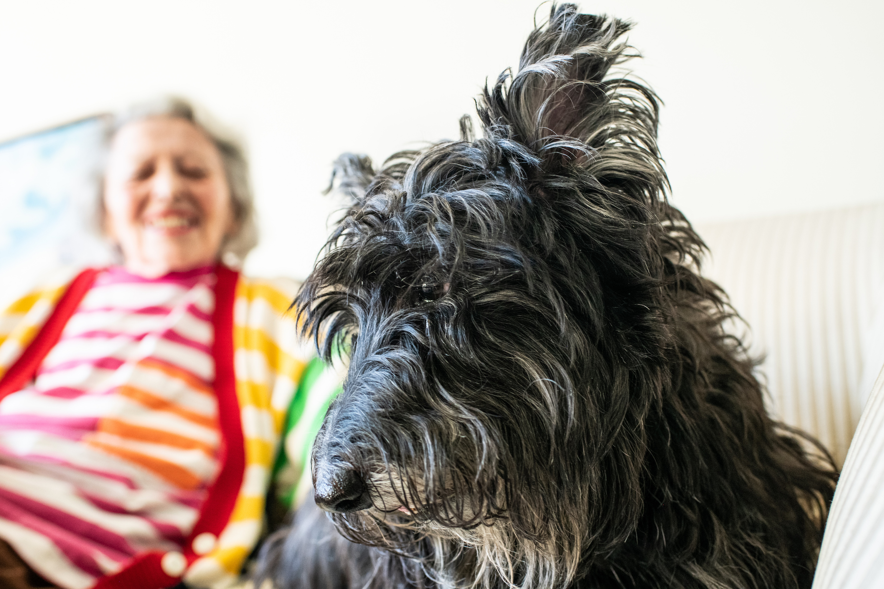 PAWS NY 2021 Holiday Campaign - Campaign