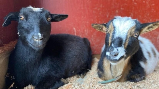 Meet the Goats - Campaign