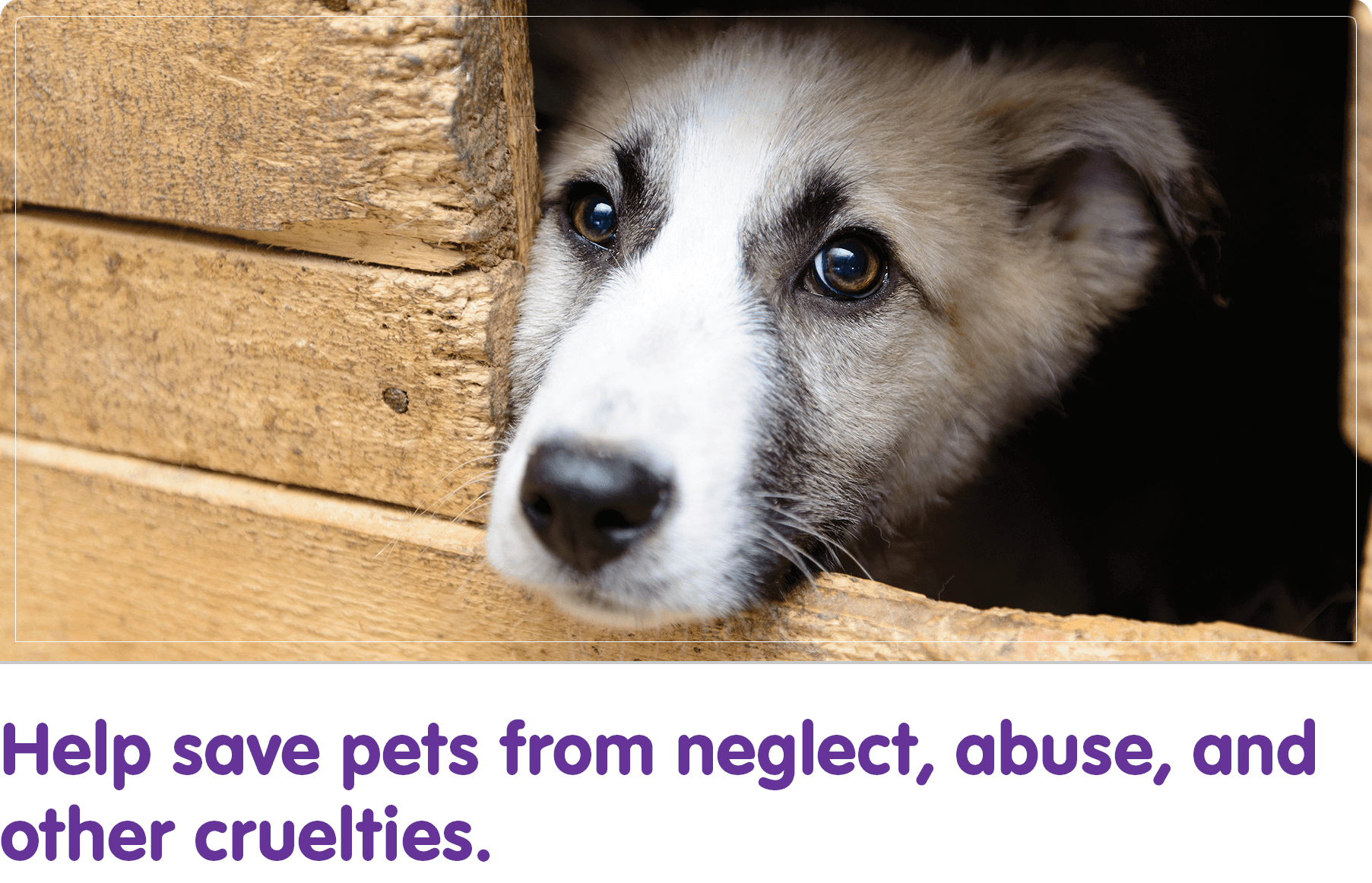 Donate to 2023 April Animal Welfare