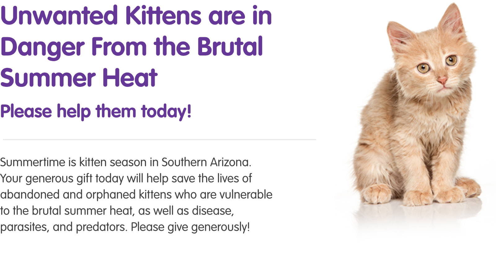 Donate to 2022 May Kitten Season