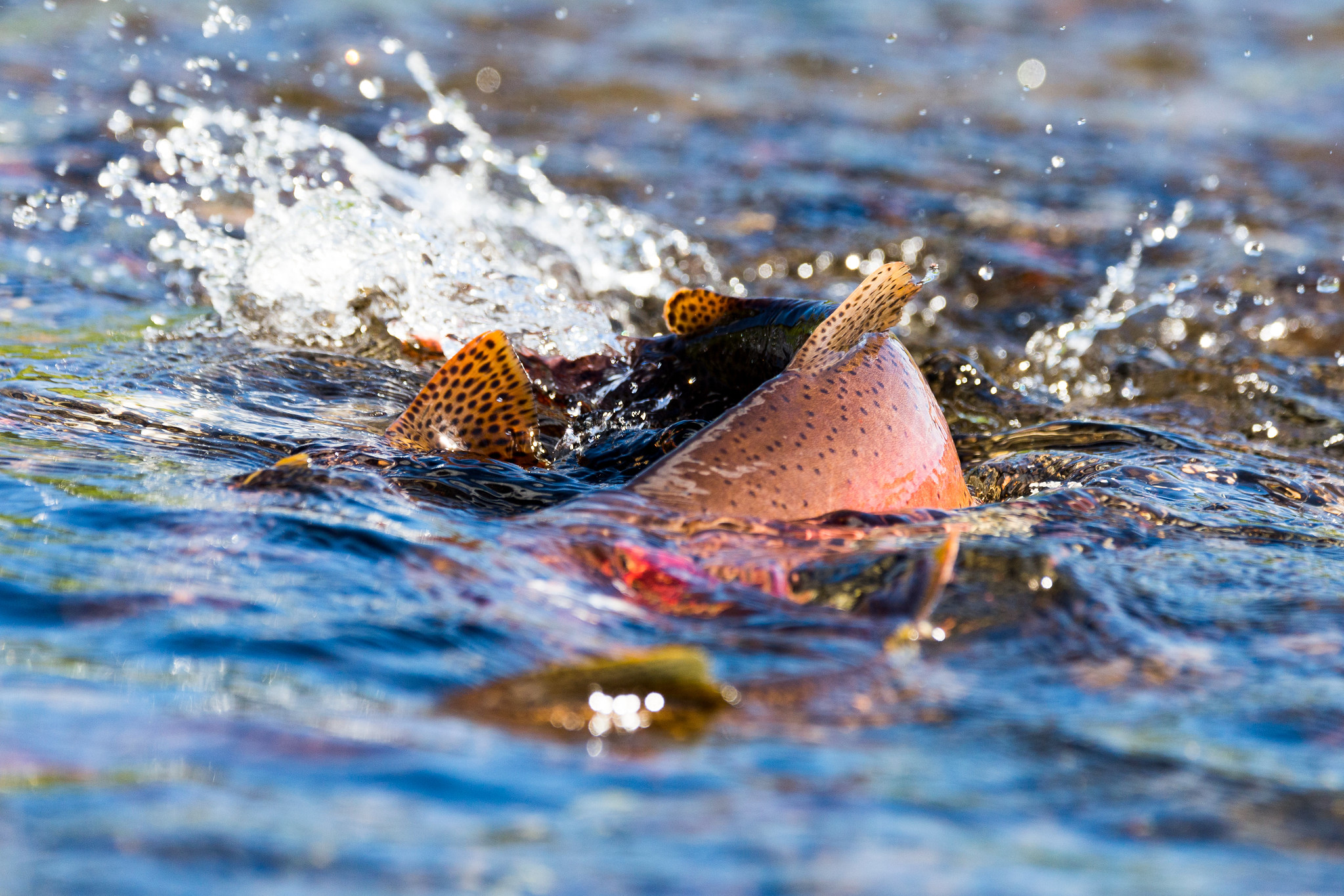 Donate to Native Fish Conservation Program