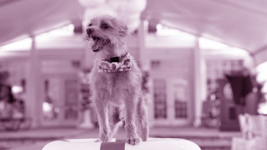 2022 Cause for Paws - Campaign