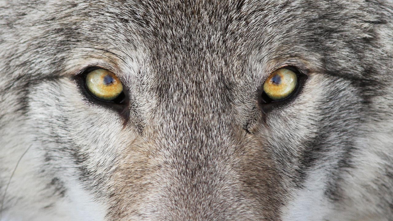 Call of the Wild: Save Our Wolves - Campaign