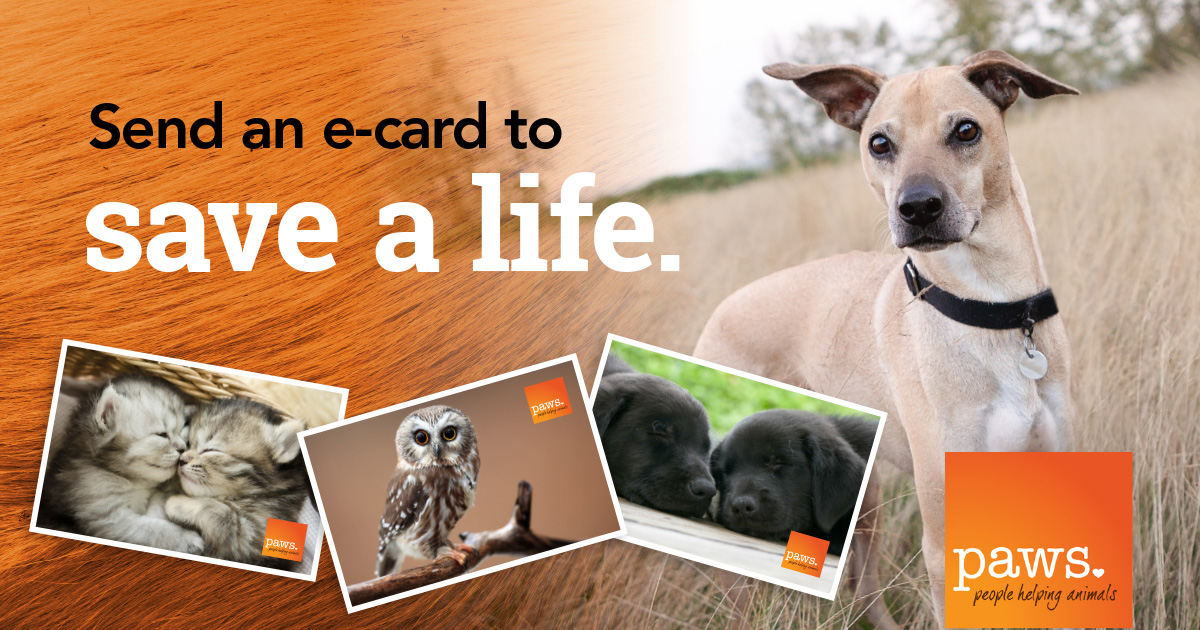 Donate to PAWS Tribute eCard Campaign