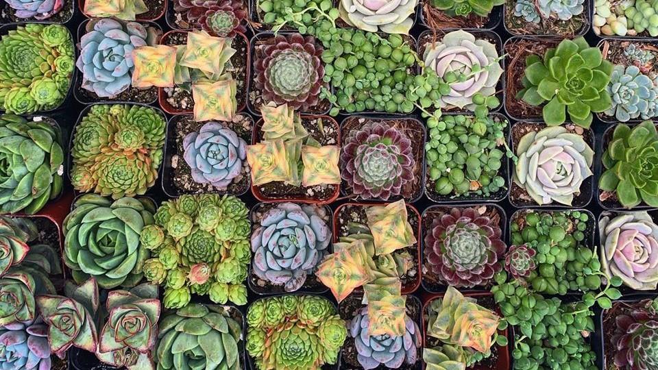 ReStore DIY Pot 'n' Sip - Campaign