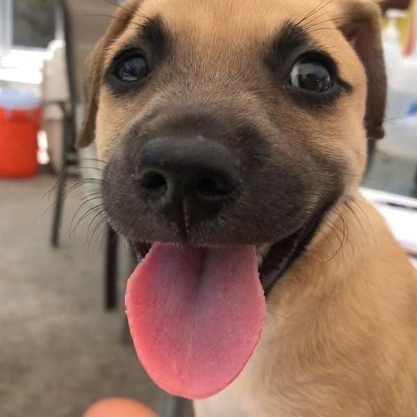 Donate to Pets with Wings