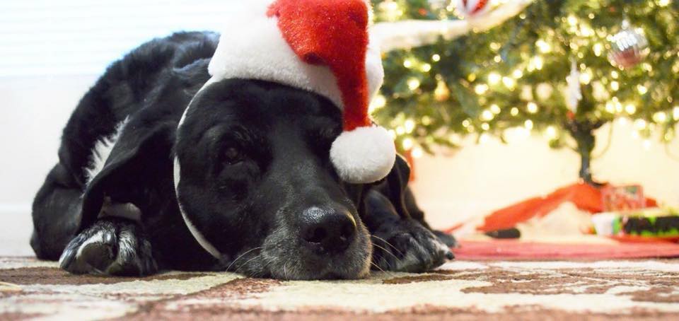 Lab Rescue LRCP's 2023 Brunch & Baskets - Campaign