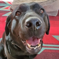 Angela Fiorini's fundraising page for Lab Rescue LRCP