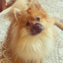 Feed Our Fosters: Giving Tuesday 2020 - Campaign