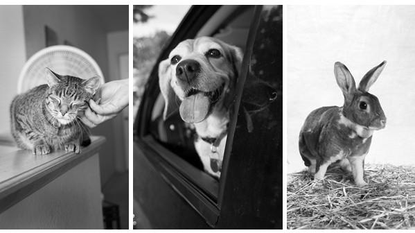 Emily and Christian's Wedding Fundraiser for Larimer Humane Society ...