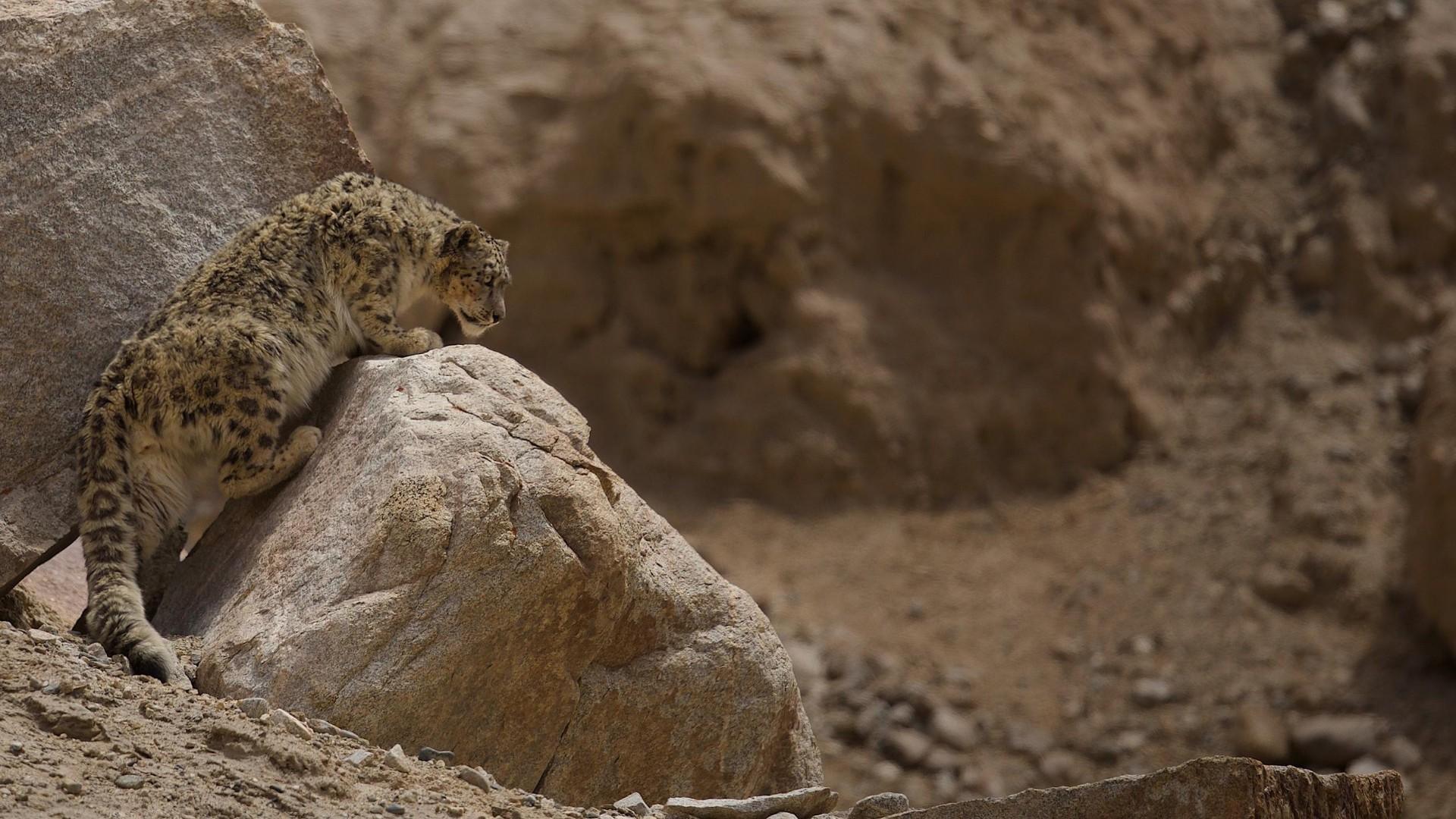 Run 24 for Snow Leopards - Campaign