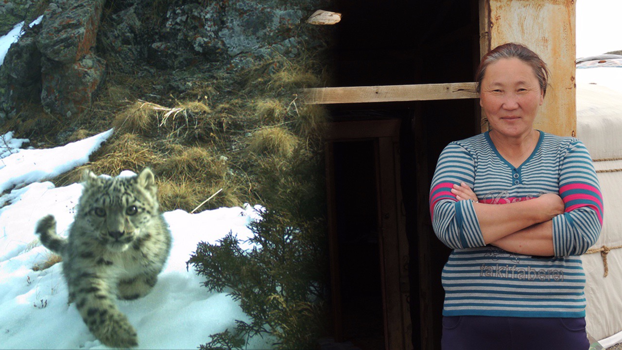 Change the Face of Snow Leopard Conservation - Campaign