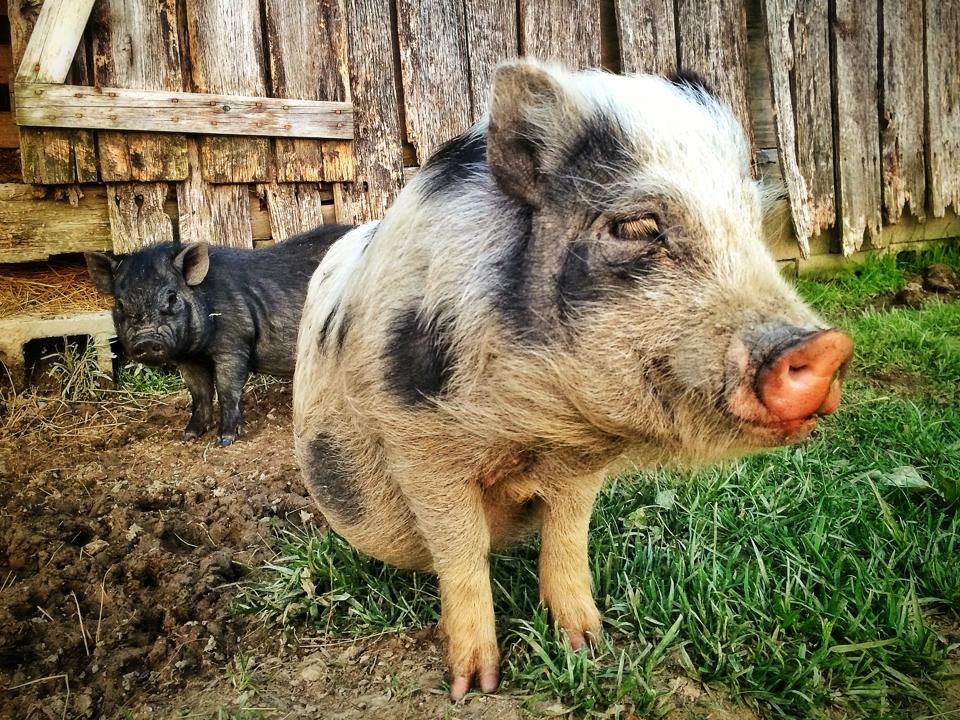 Donate to Help Us Care for Abused and Neglected Farm and Domestic ...
